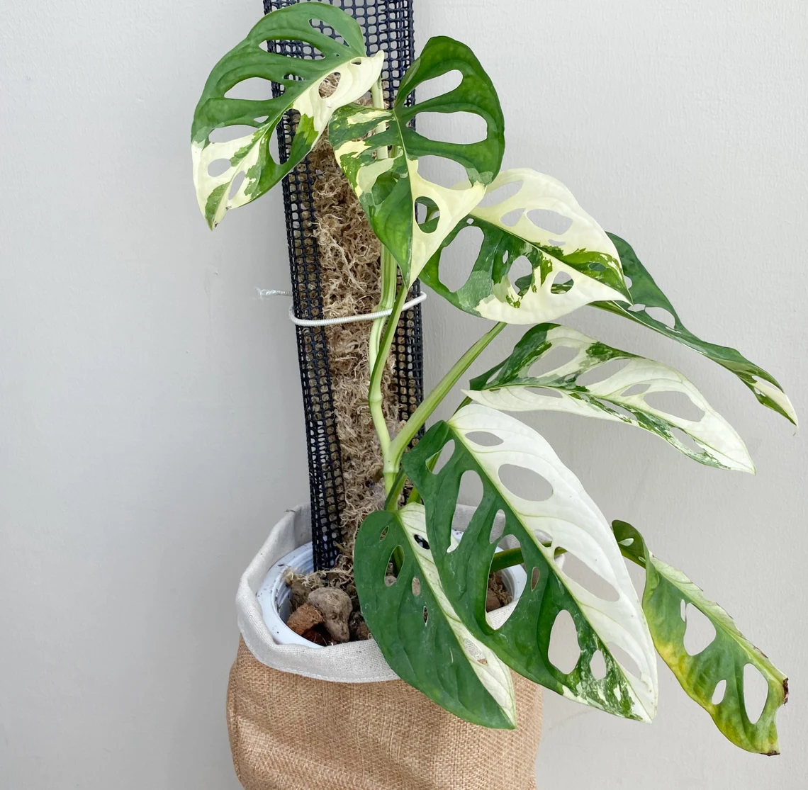Monstera Adansonii Albo Gaint Tricolor