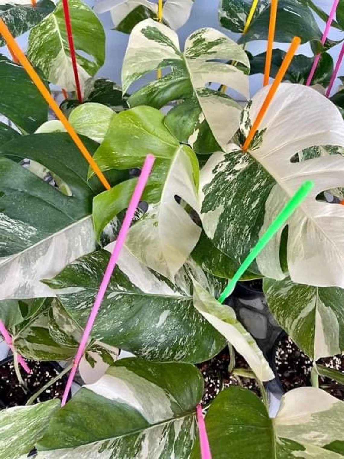 Monstera Albo Variegated (Wholesale)