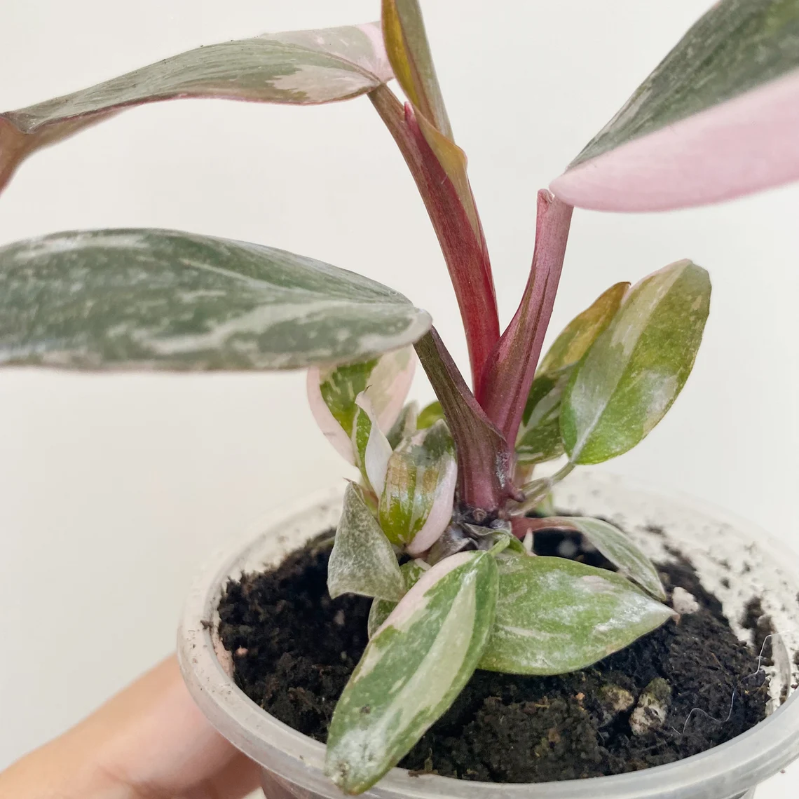 Philodendron Pink Princess Marble