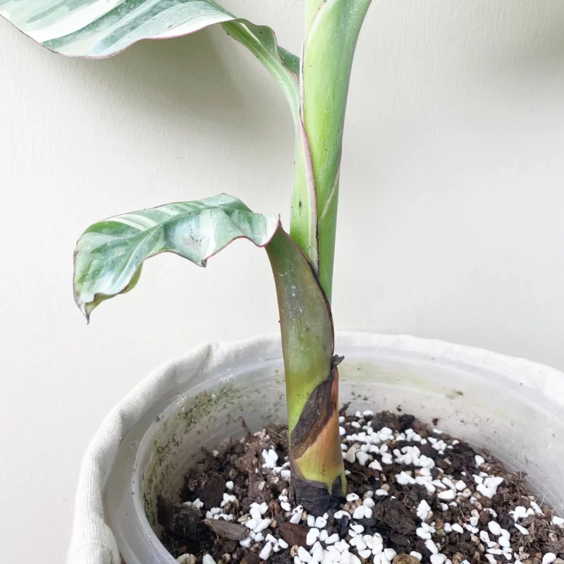 Musa Banana Florida Variegated