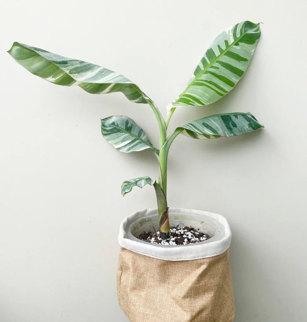 Musa Banana Florida Variegated