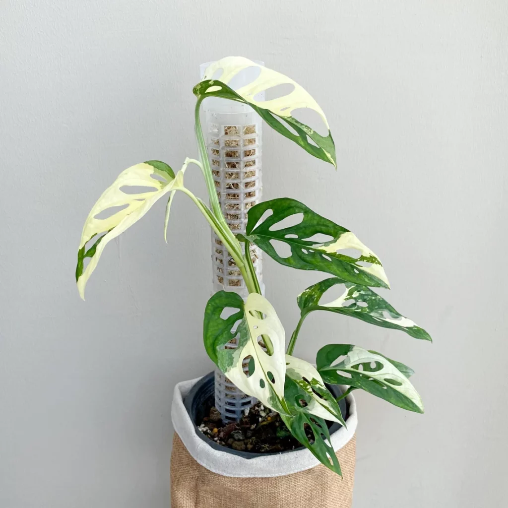Monstera Adansonii Albo Gaint Var. (Tricolor)
